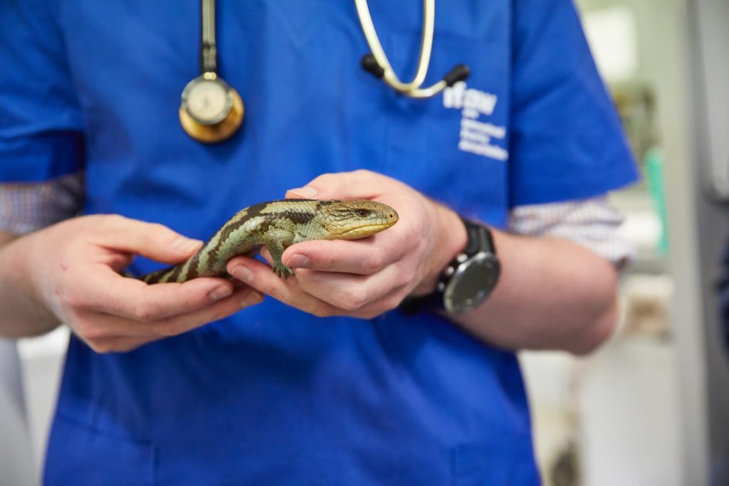 Services in New Orleans, LA | Lakeview Veterinary Hospital